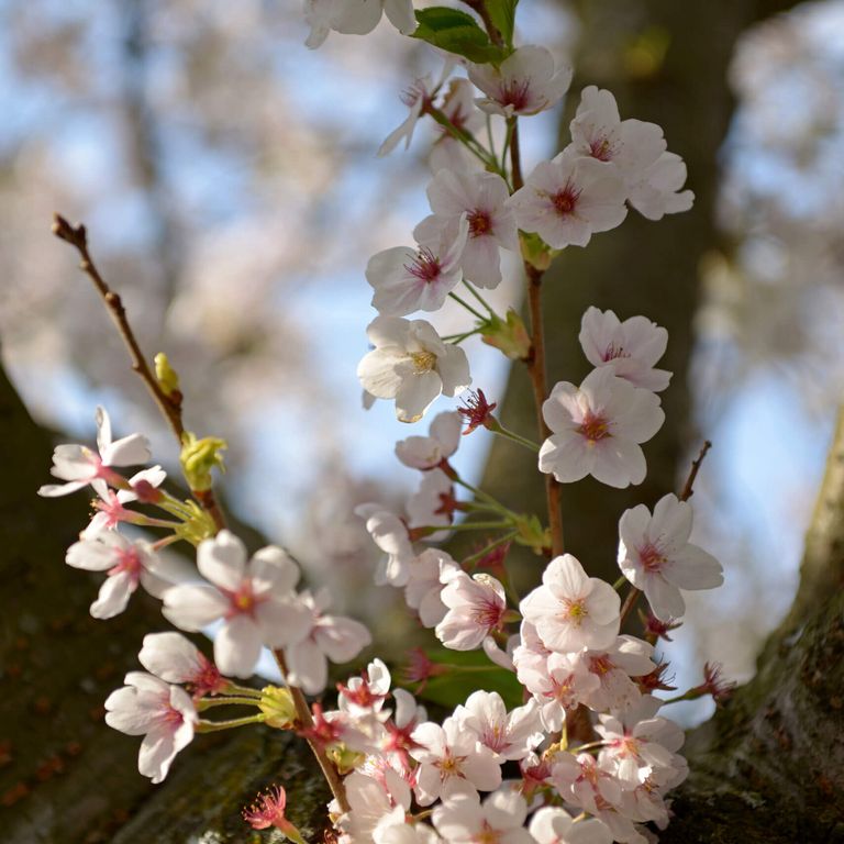 Spring in Frankfurt: Festivals, nature and culture | #visitfrankfurt